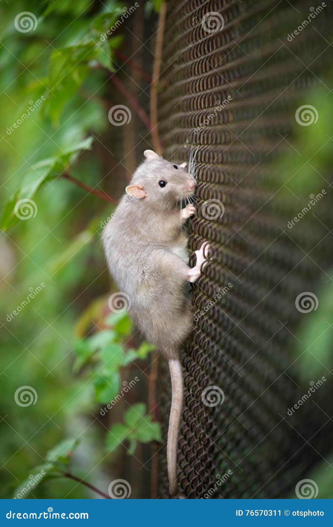 Adorable Grey Pet Rat Posing Outdoors Stock Image - Image of shot ...