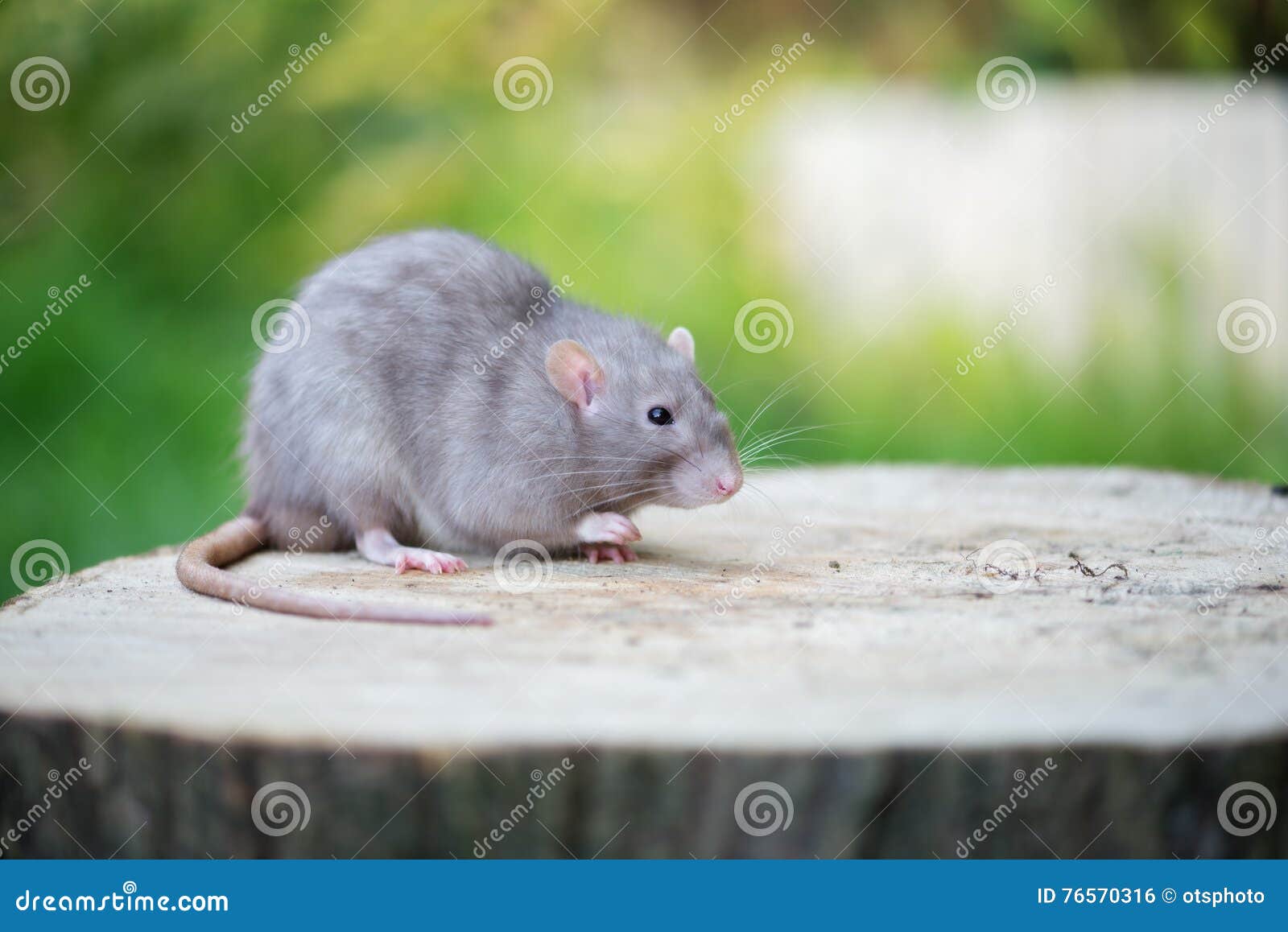 Adorable Grey Pet Rat Posing Outdoors Stock Photo - Image of portrait ...