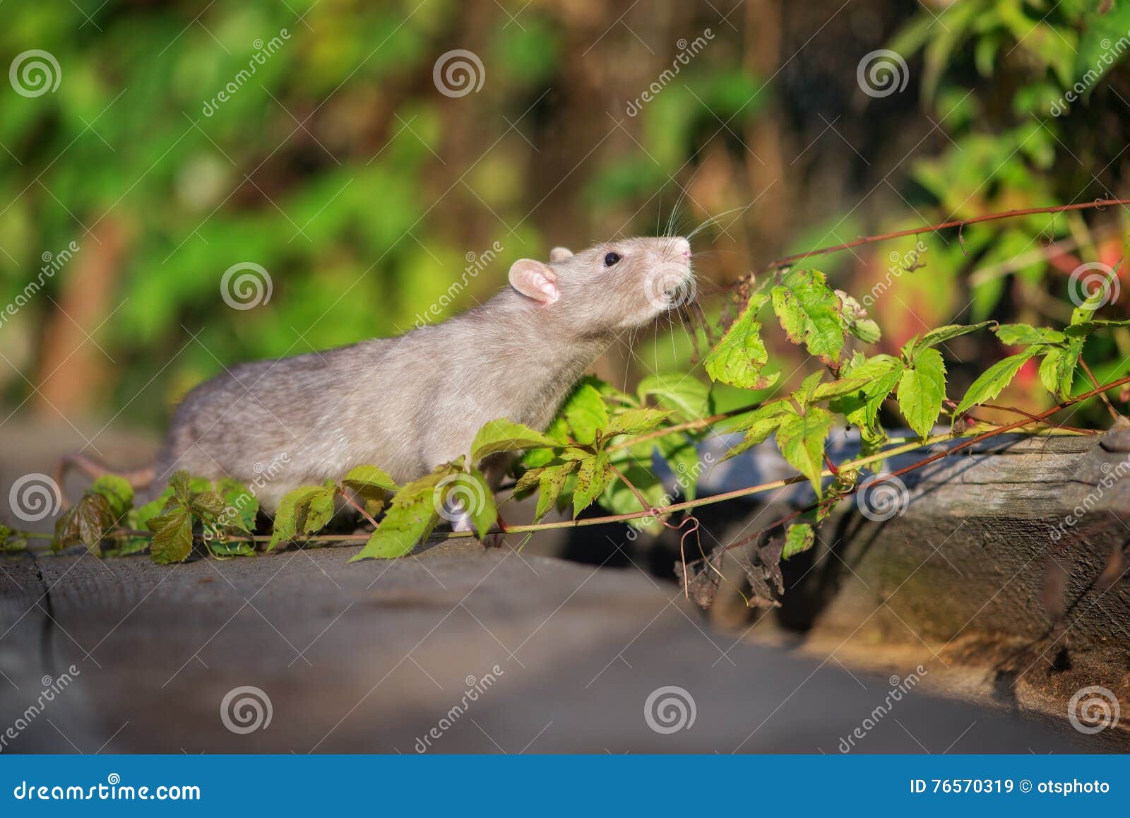 Adorable Grey Pet Rat Posing Outdoors Stock Image - Image of hairy ...