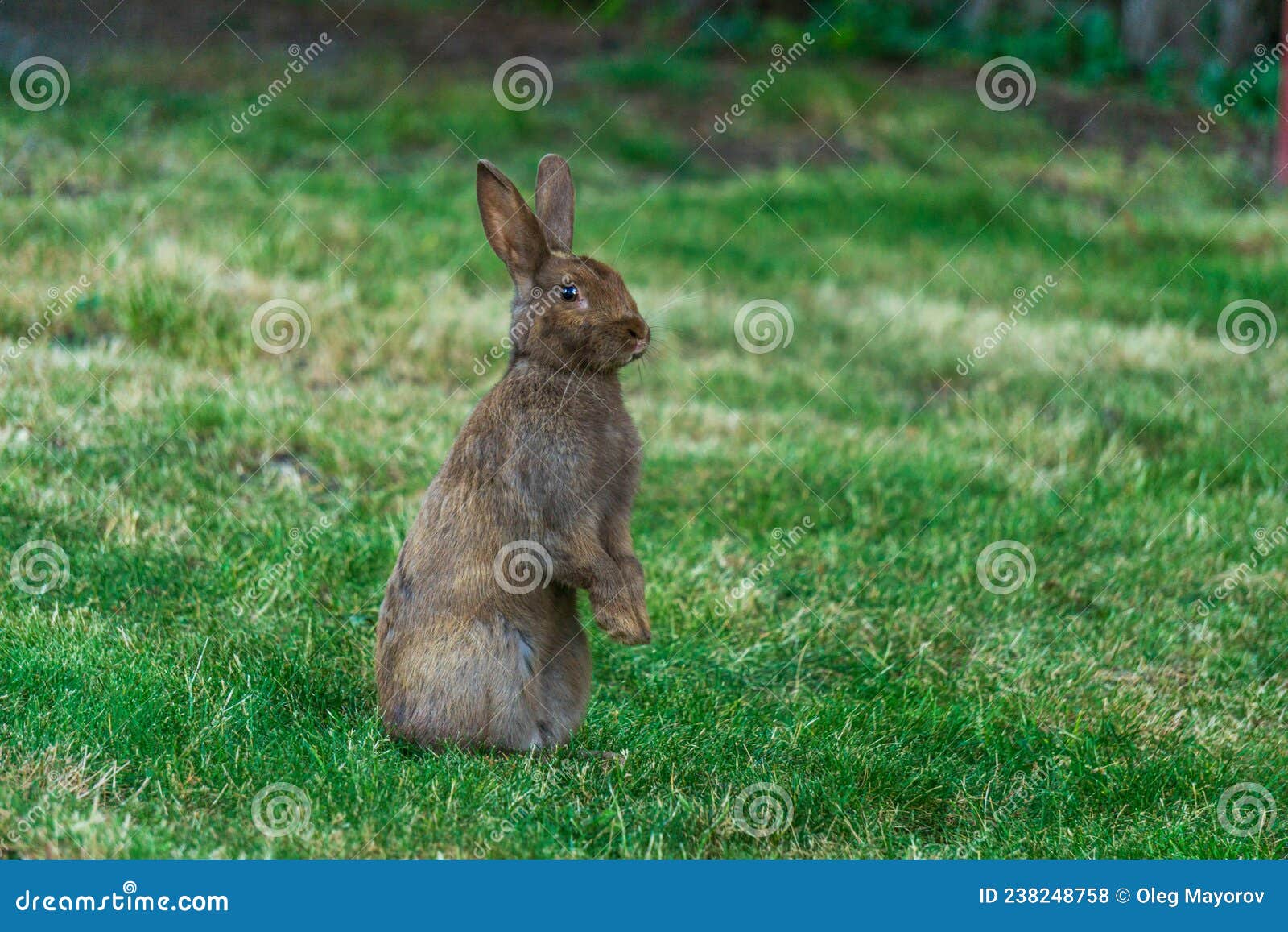 Adorable Grey Rabbit on Green Grass Standing Up Tall Stock Photo ...