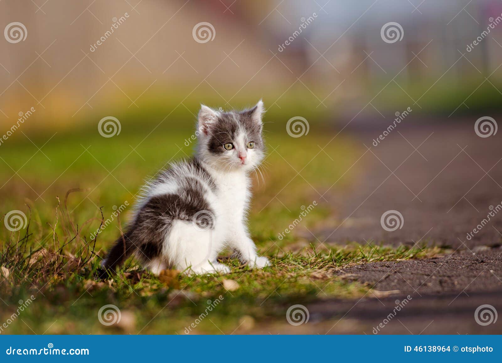 Adorable Grey and White Kitten Outdoors Stock Photo - Image of baby ...
