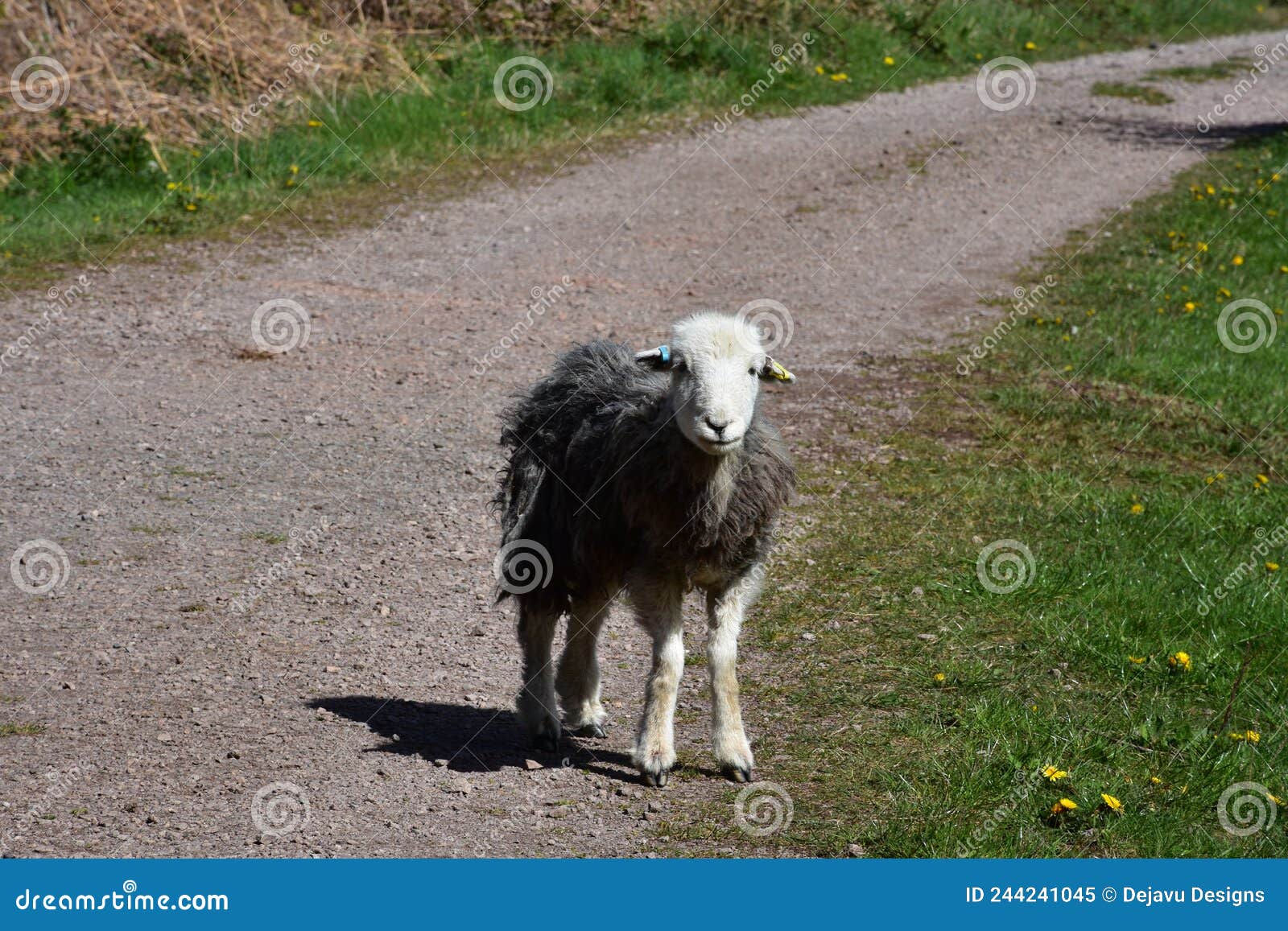 Adorable Grey and White Lamb Standing Still Stock Image - Image of cute ...