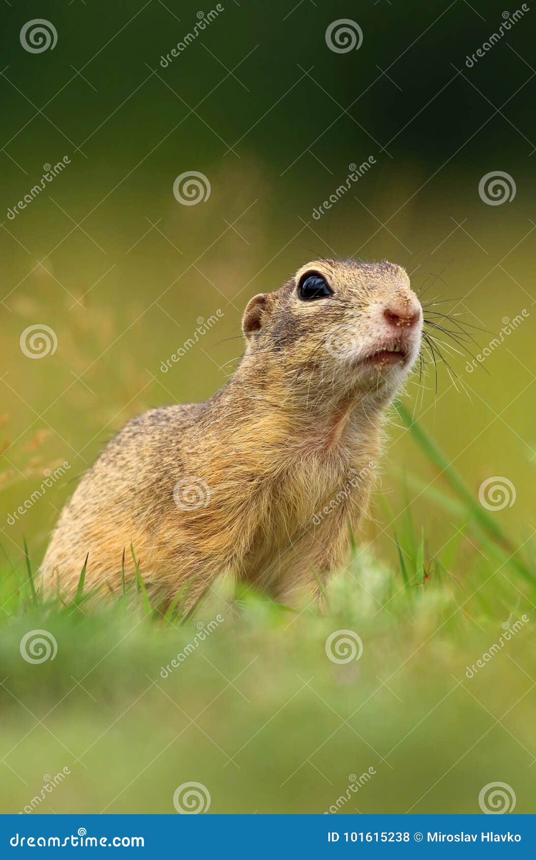 Adorable ground squirrel stock photo. Image of squirrel - 101615238