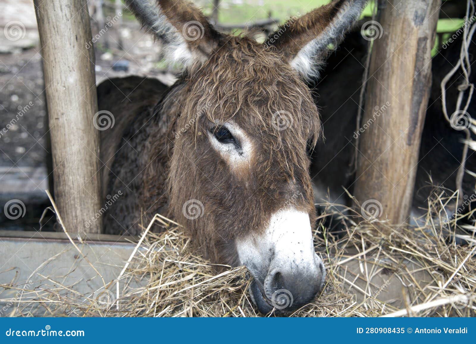 A Donkey Eating in the Stall. Stock Image - Image of asinus, equine ...