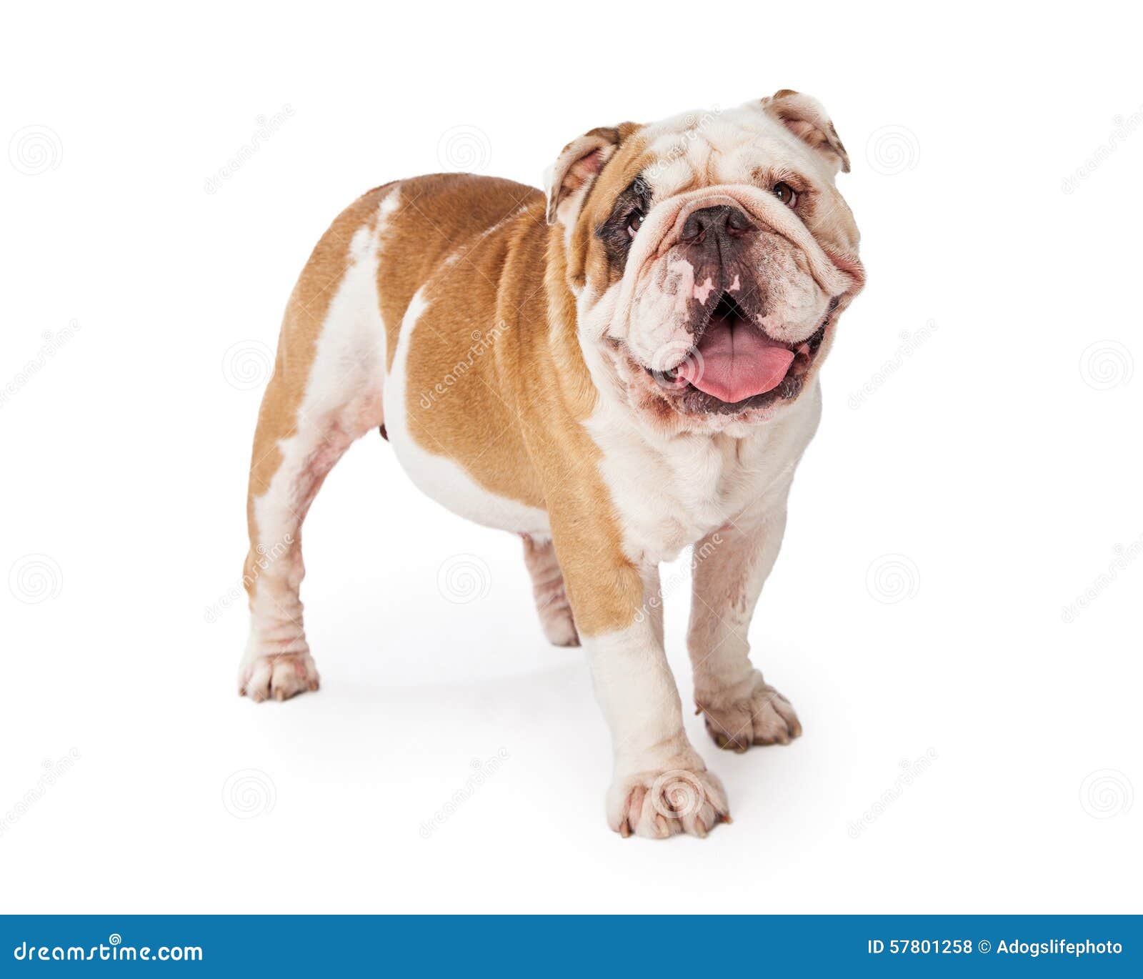 Adorable and Happy Bulldog Standing Stock Photo - Image of medium ...