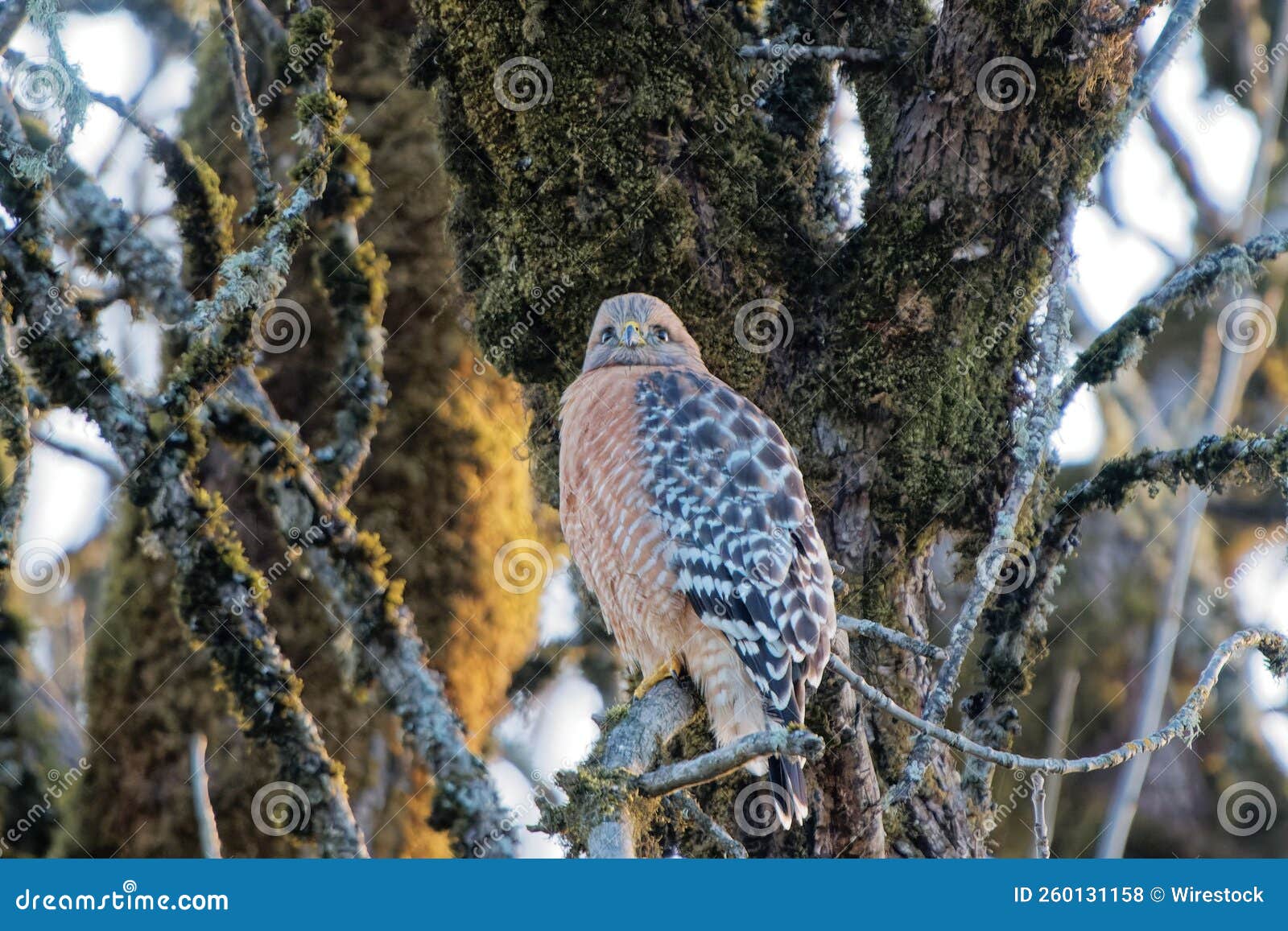 Adorable Hawk Perched on Tree Branch Stock Photo - Image of species ...