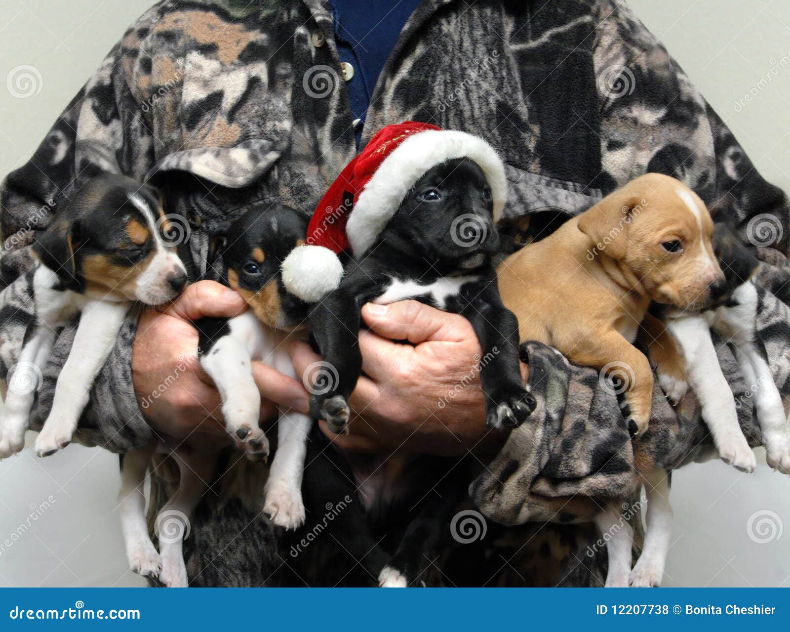 Adorable Hunting Dog for Christmas Stock Photo - Image of present, jack ...