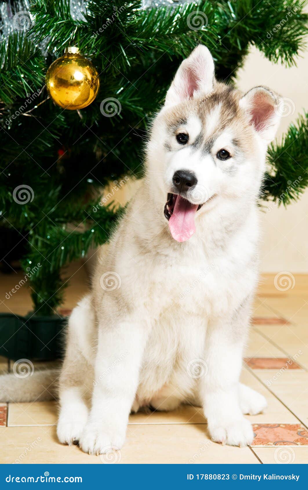 Adorable husky dog stock image. Image of puppy, small - 17880823