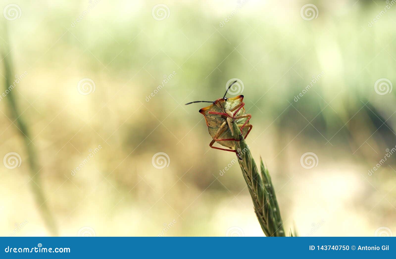 Adorable insect macro stock photo. Image of macro, grasshopper - 143740750