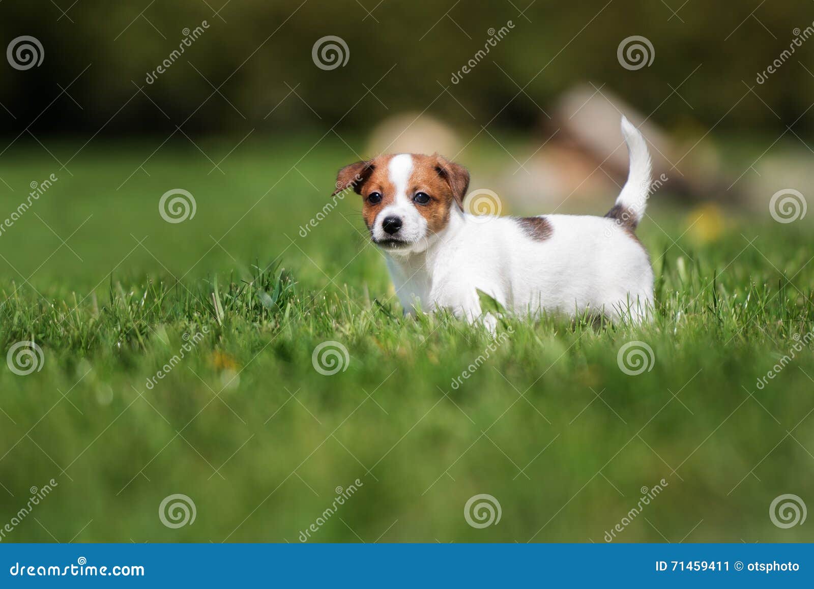 Adorable Jack Russell Terrier Puppy Outdoors Stock Image - Image of ...