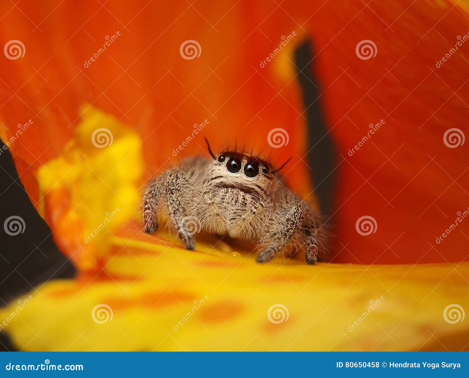 Adorable jumping spiders stock photo. Image of adorable - 80650458