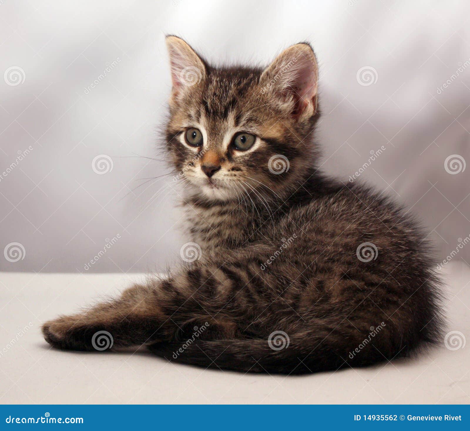 Adorable kitten 4 stock photo. Image of looking, striped - 14935562