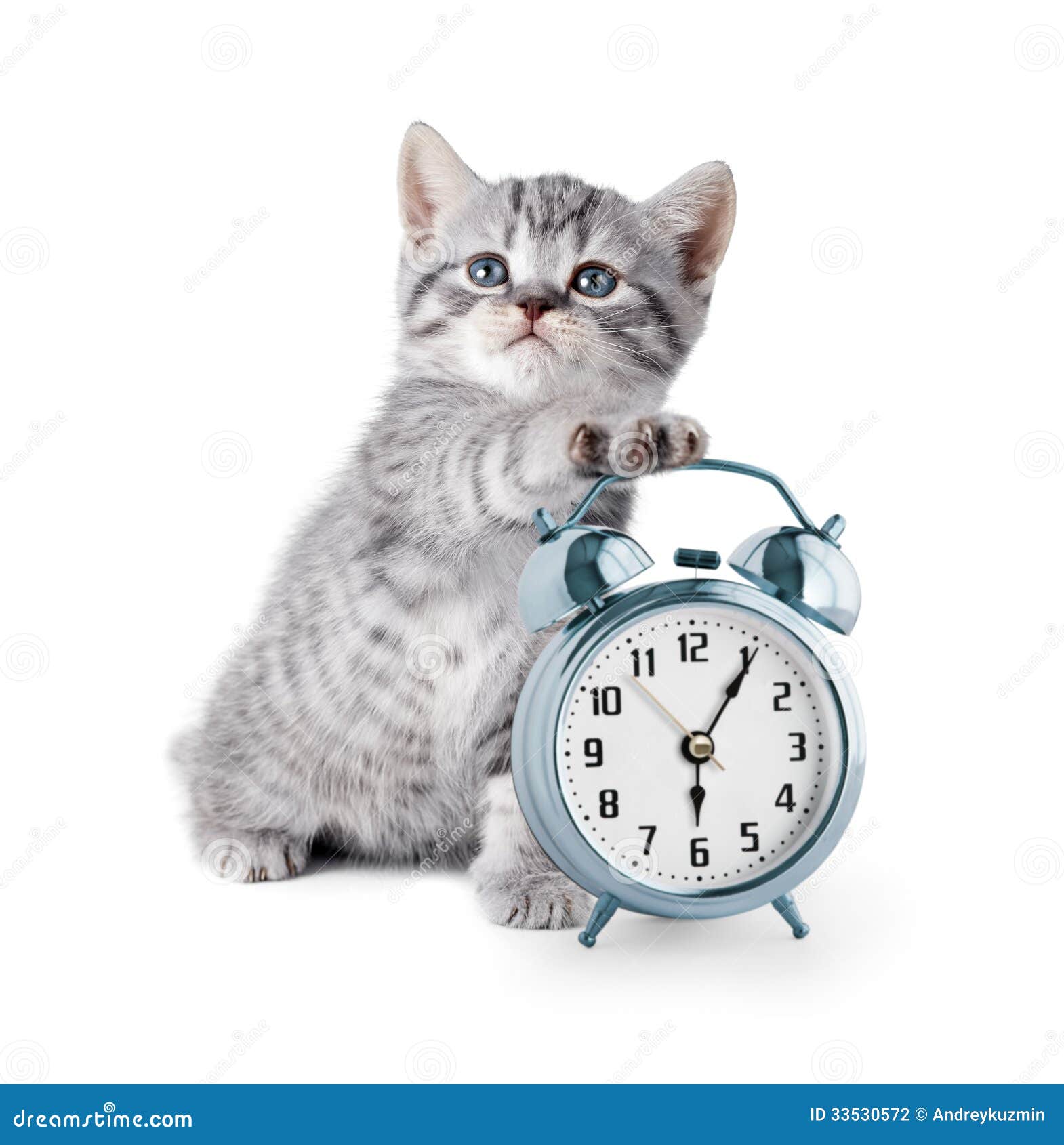 Adorable Kitten With Alarm Clock Stock Photo - Image of clock, kitten ... Adorable Kitten With Alarm Clock Stock Photo - Image of clock, kitten ...