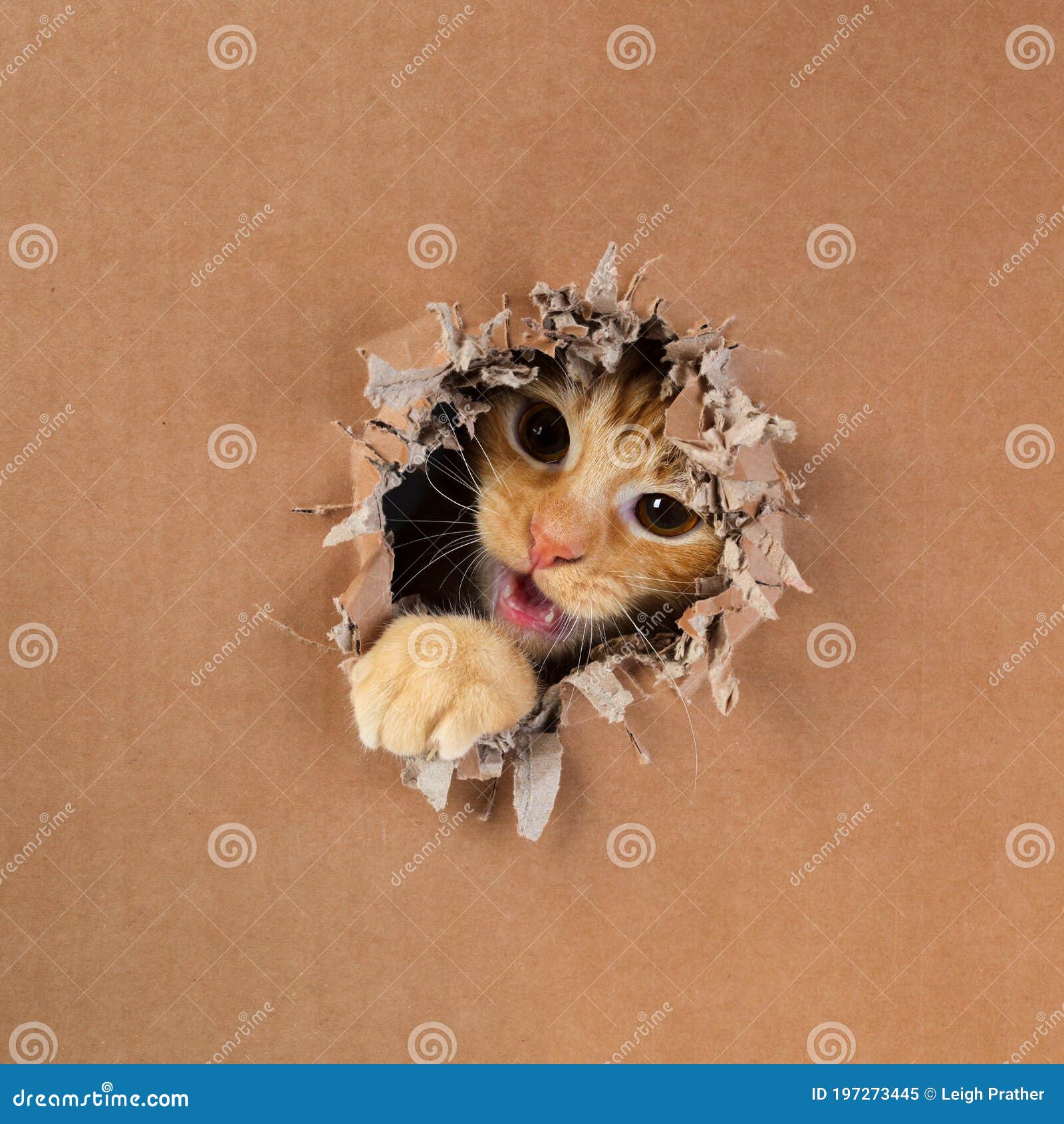 Adorable Kitten Clawing and Biting at Hole in Cardboard Box. Ginger ...