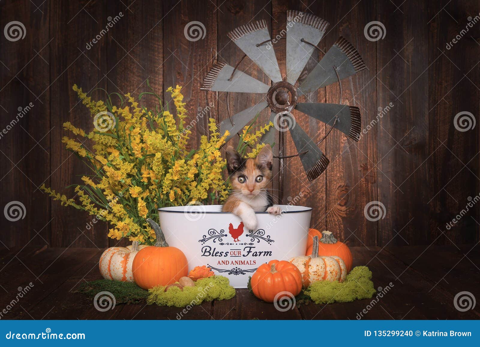 Adorable Kitten in Farm Themed Setting Stock Photo - Image of white ...