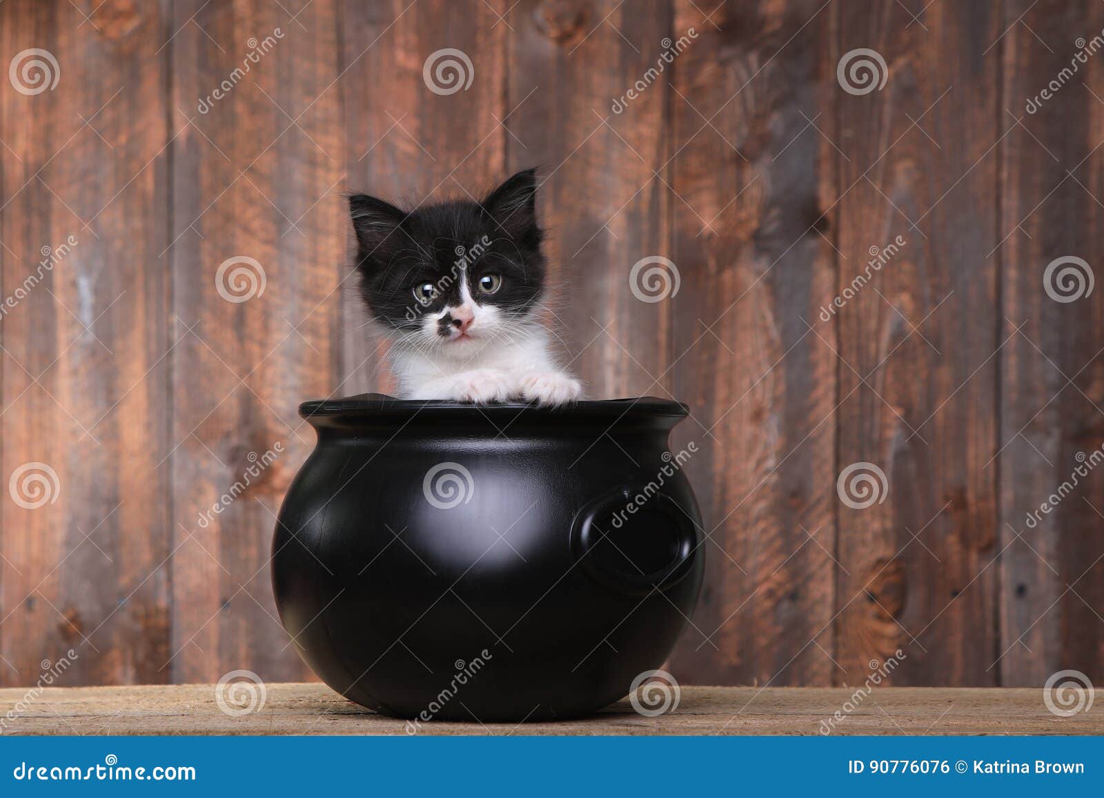 Adorable Kitten in Halloween Cauldron on Wood Background Stock Photo ...