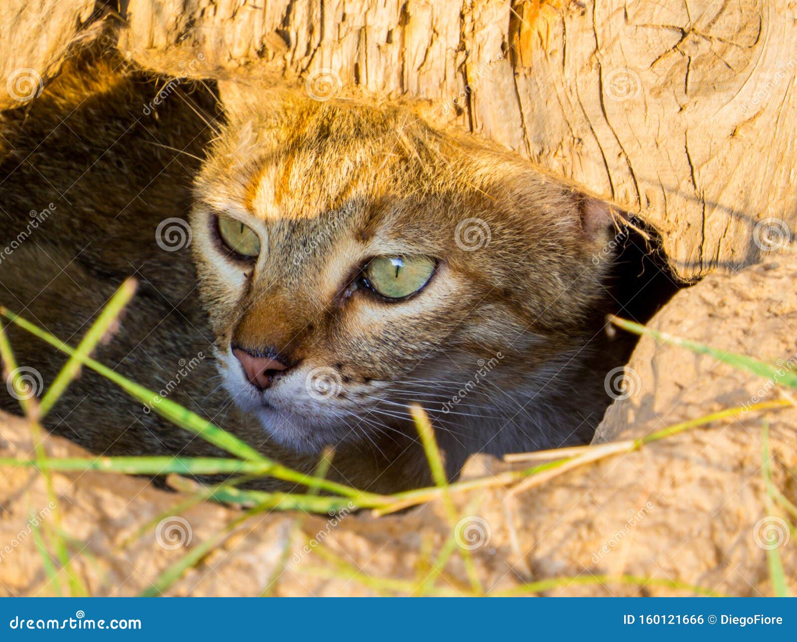 Adorable Kitten Hiding stock photo. Image of breed, door - 160121666
