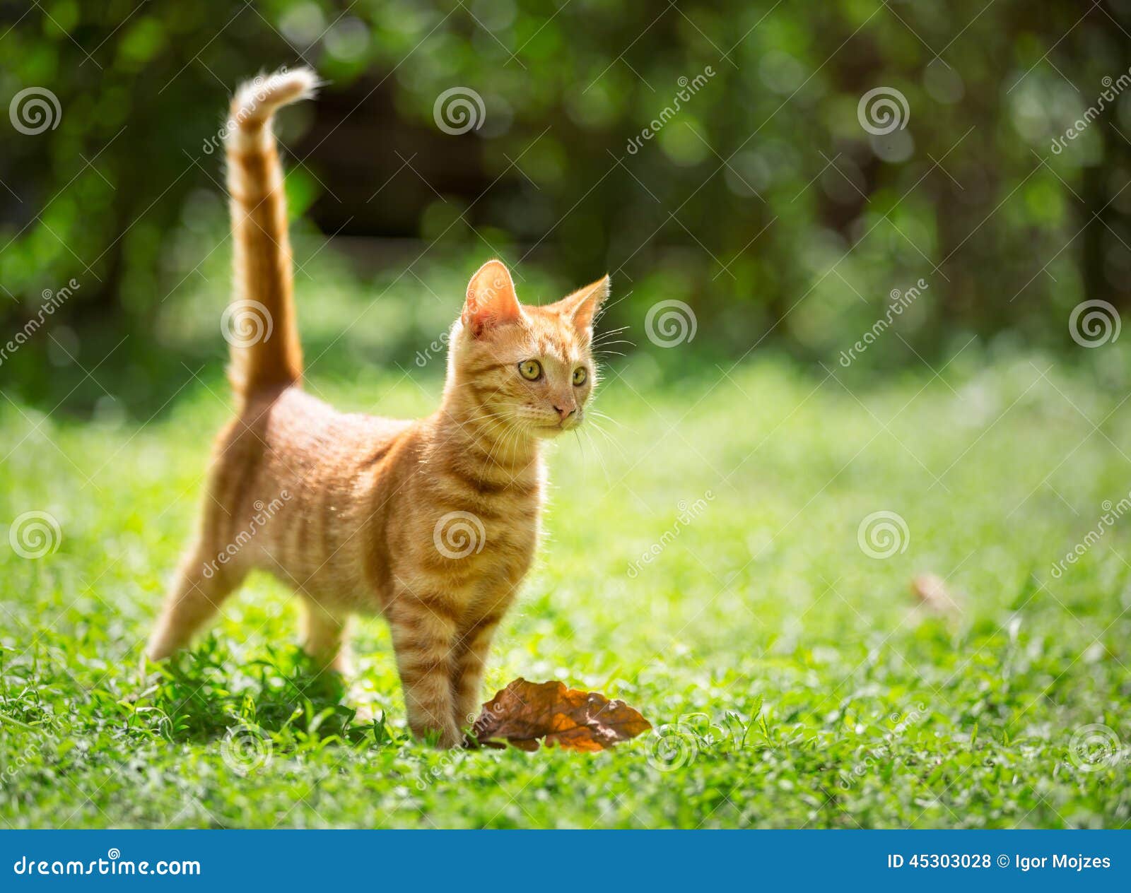 Adorable kitten outdoor stock photo. Image of looking - 45303028