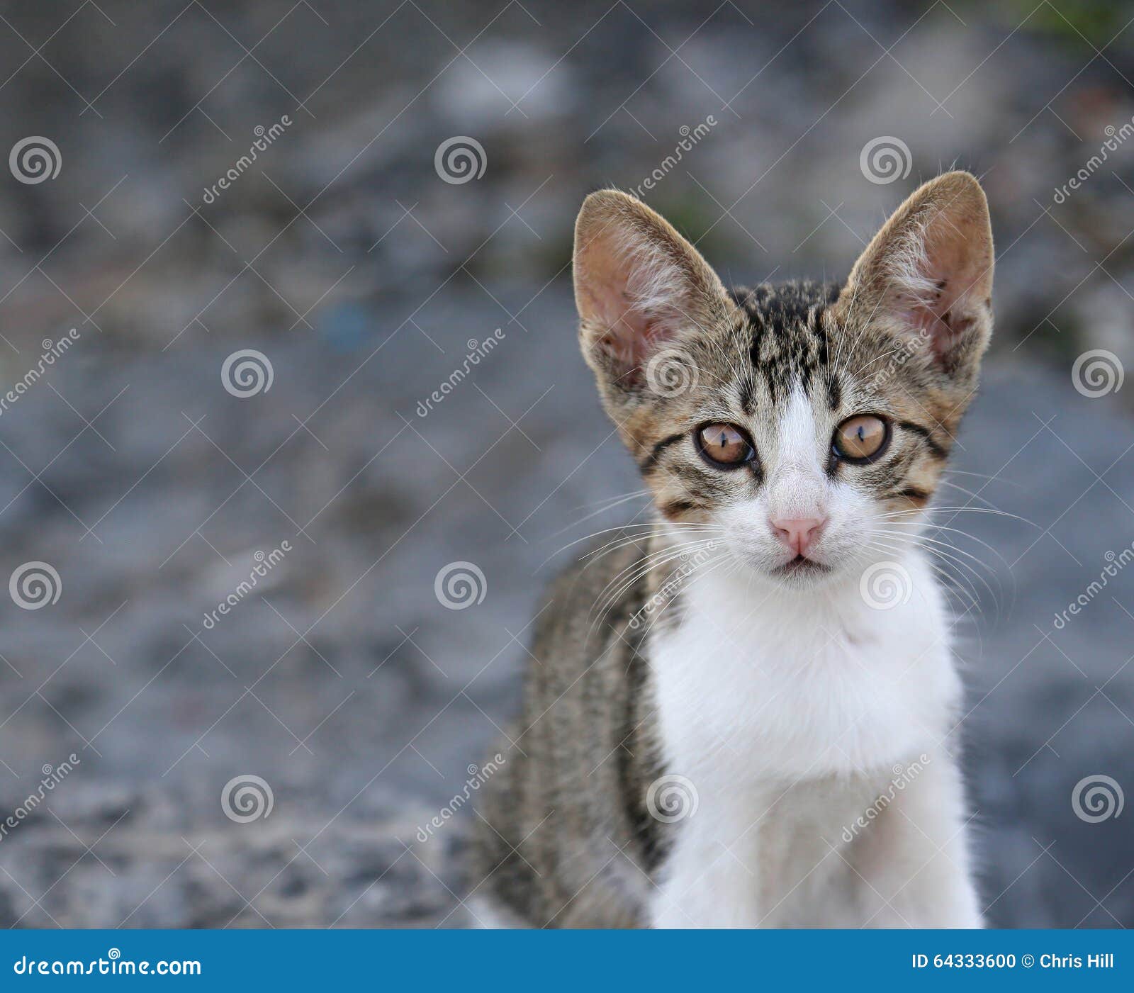 Adorable Kitten Profile stock photo. Image of copy, space - 64333600