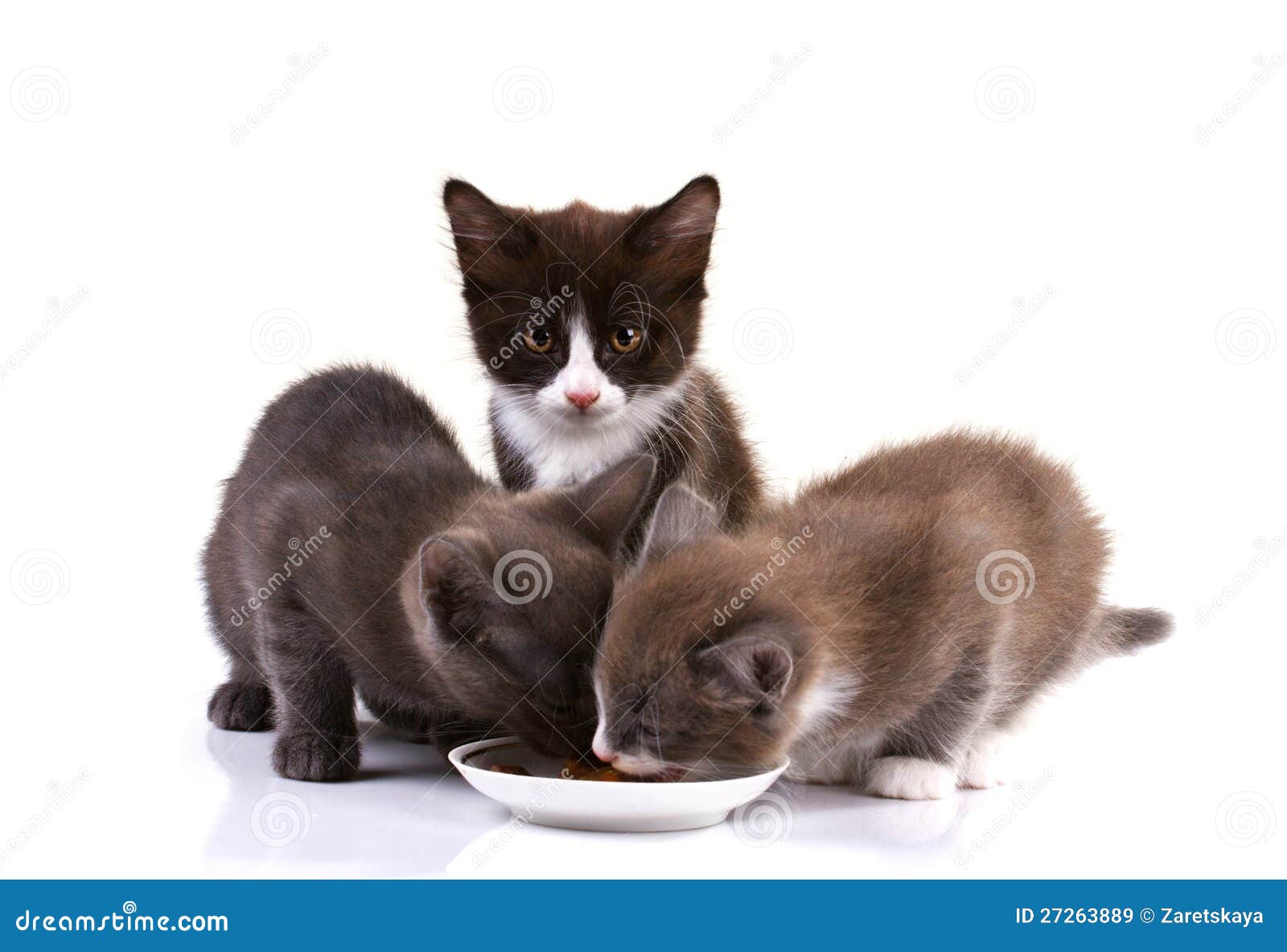 Adorable kittens eating stock image. Image of kitty, food - 27263889