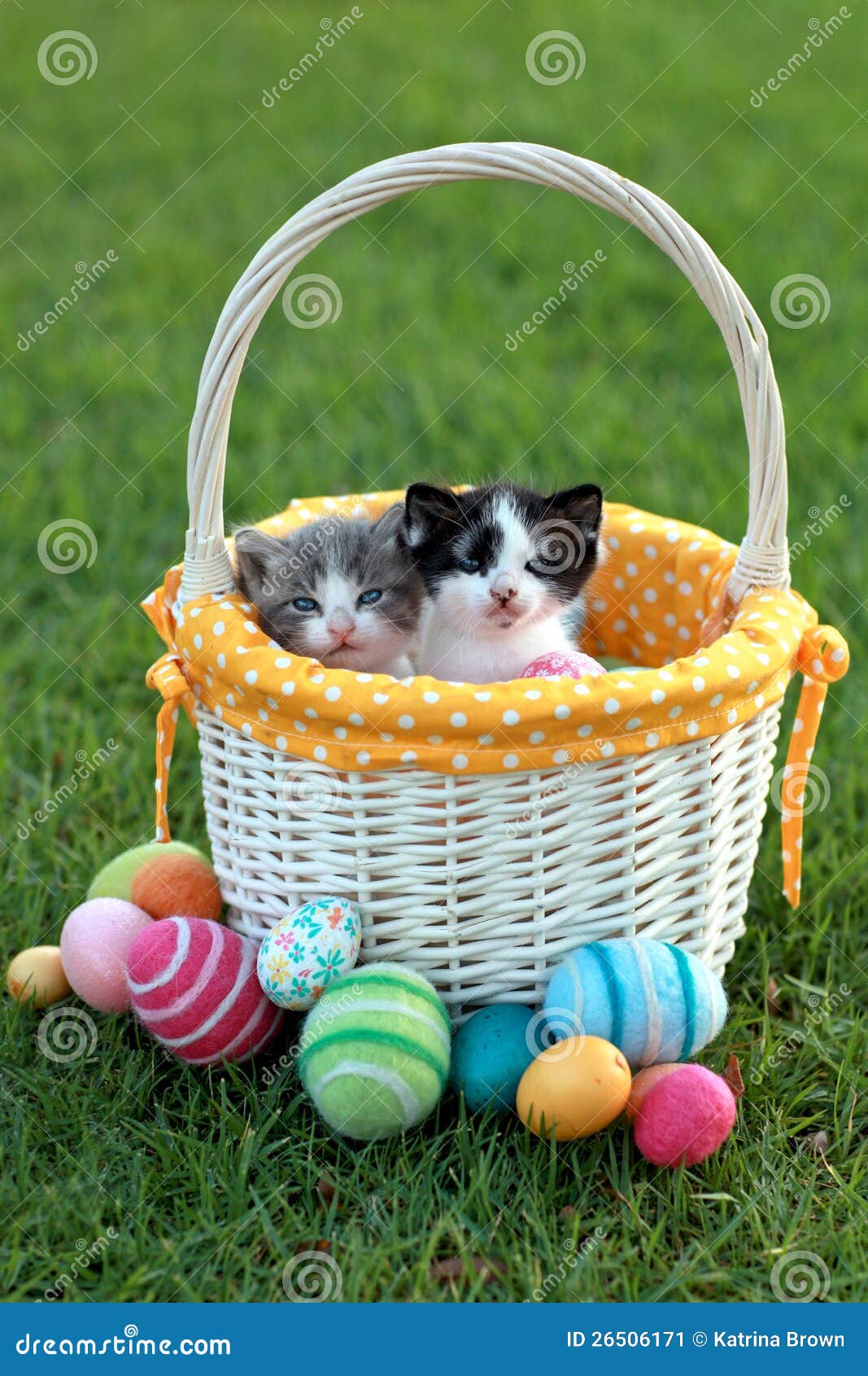 Adorable Kittens in a Holiday Easter Basket Stock Image - Image of ...