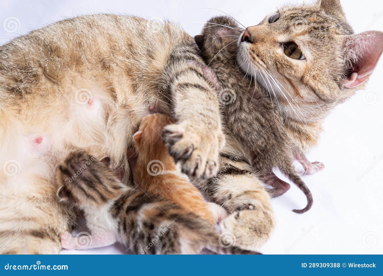 Adorable Kittens Interact in Playful Behavior Stock Photo - Image of ...