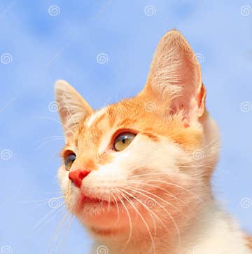 Adorable kitty stock image. Image of green, backgrounds - 8150641