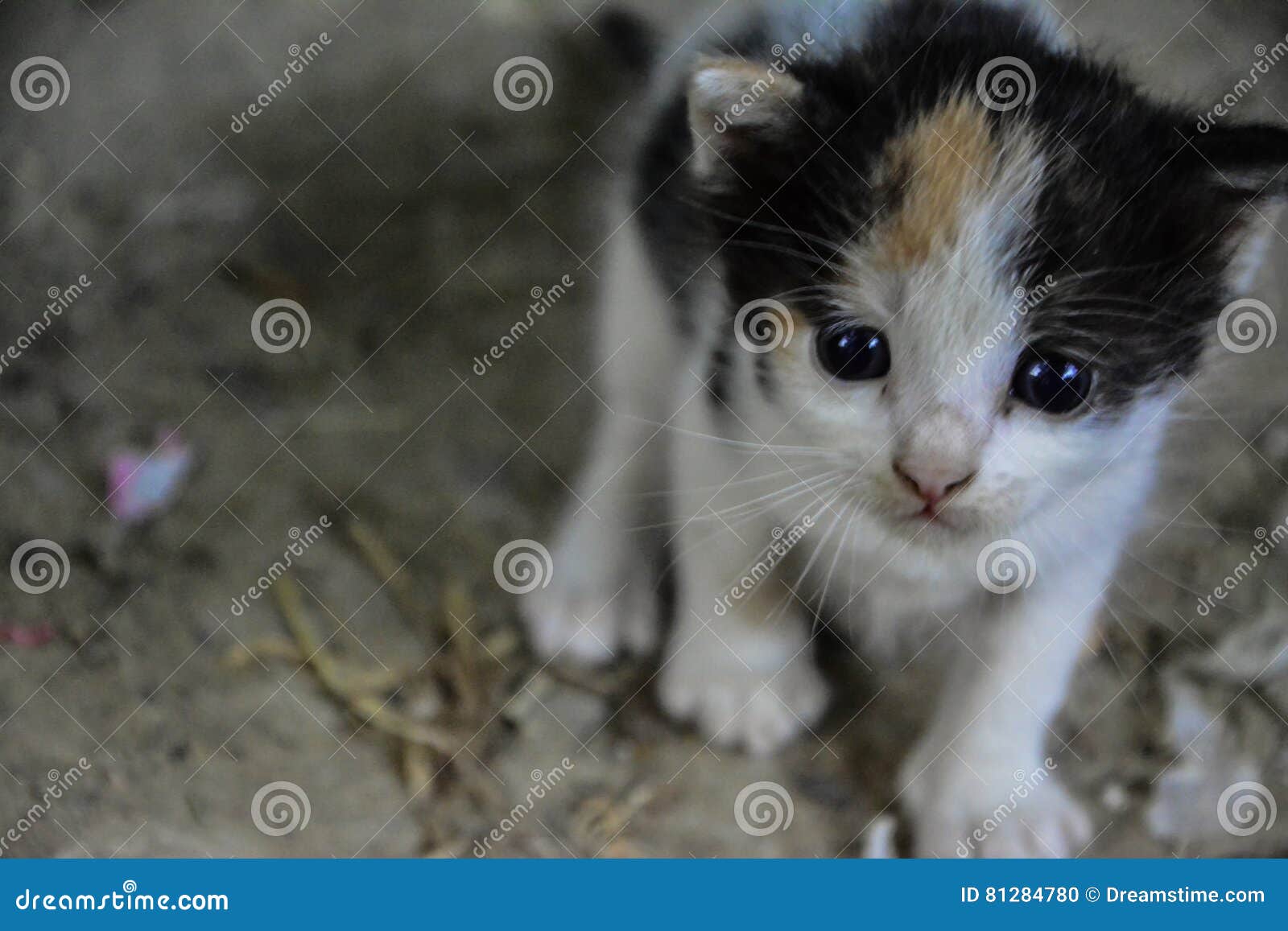 Adorable Kitty stock photo. Image of searching, snout - 81284780