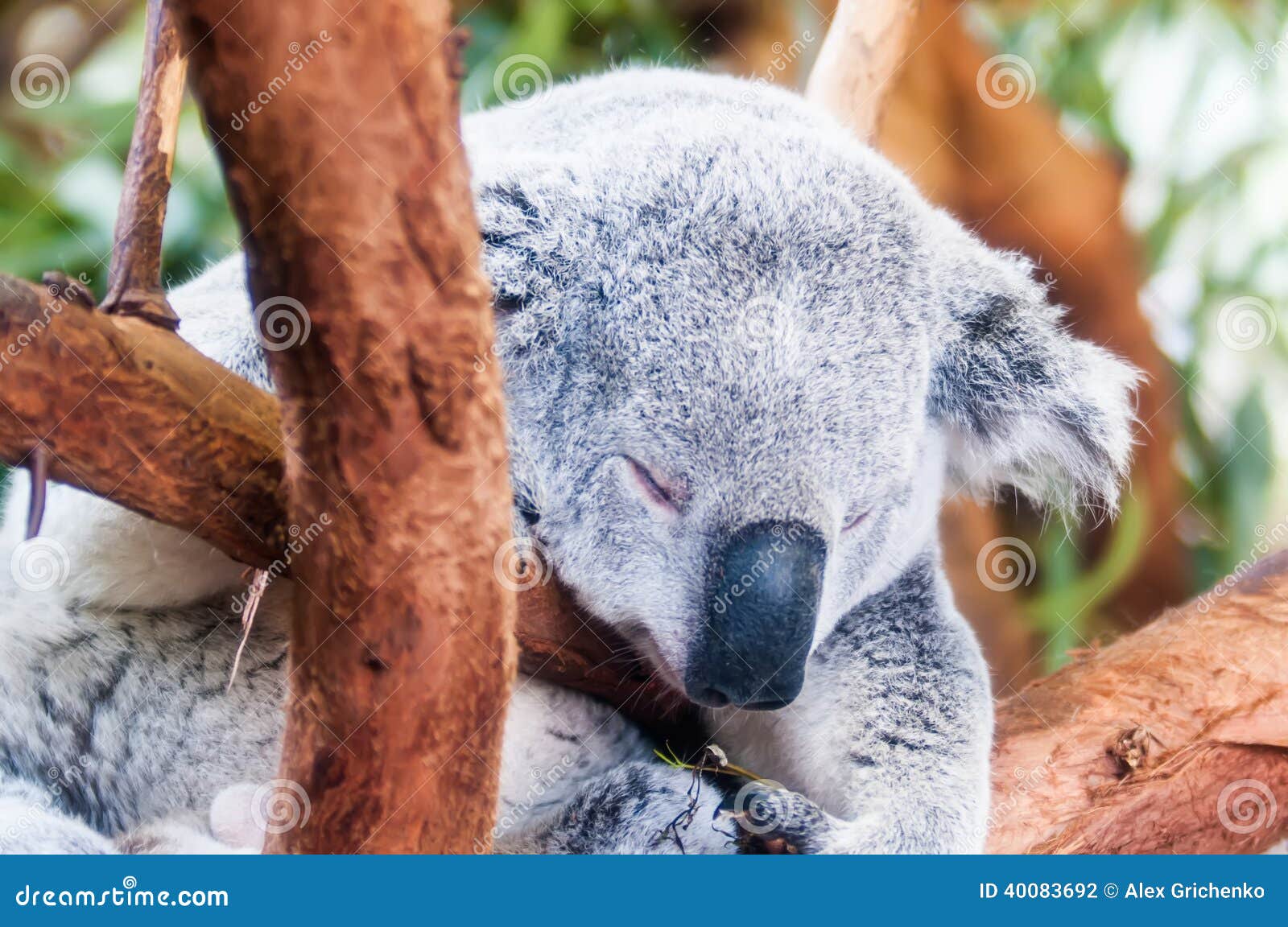 Adorable Koala Bear Taking a Nap Sleeping Stock Photo - Image of wood ...