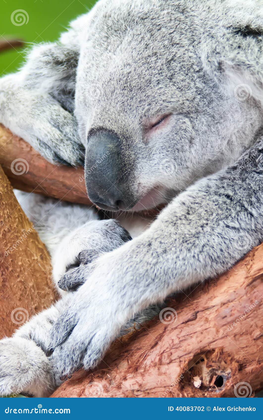 Adorable Koala Bear Taking a Nap Sleeping Stock Photo - Image of ...