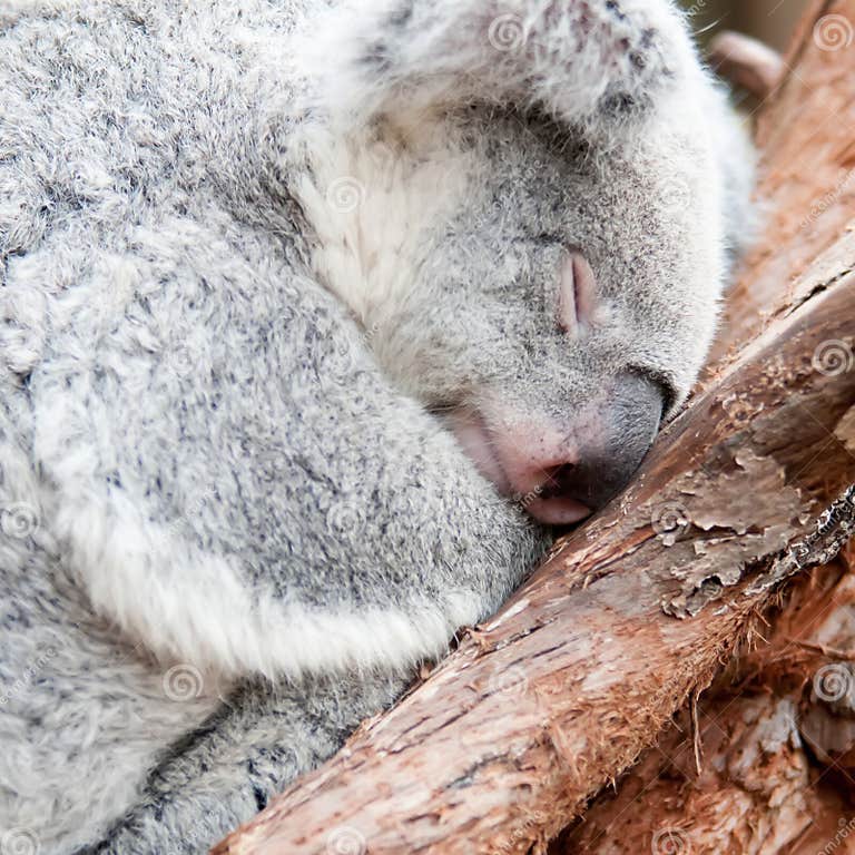 Adorable Koala Bear Taking a Nap Sleeping Stock Photo - Image of baby ...