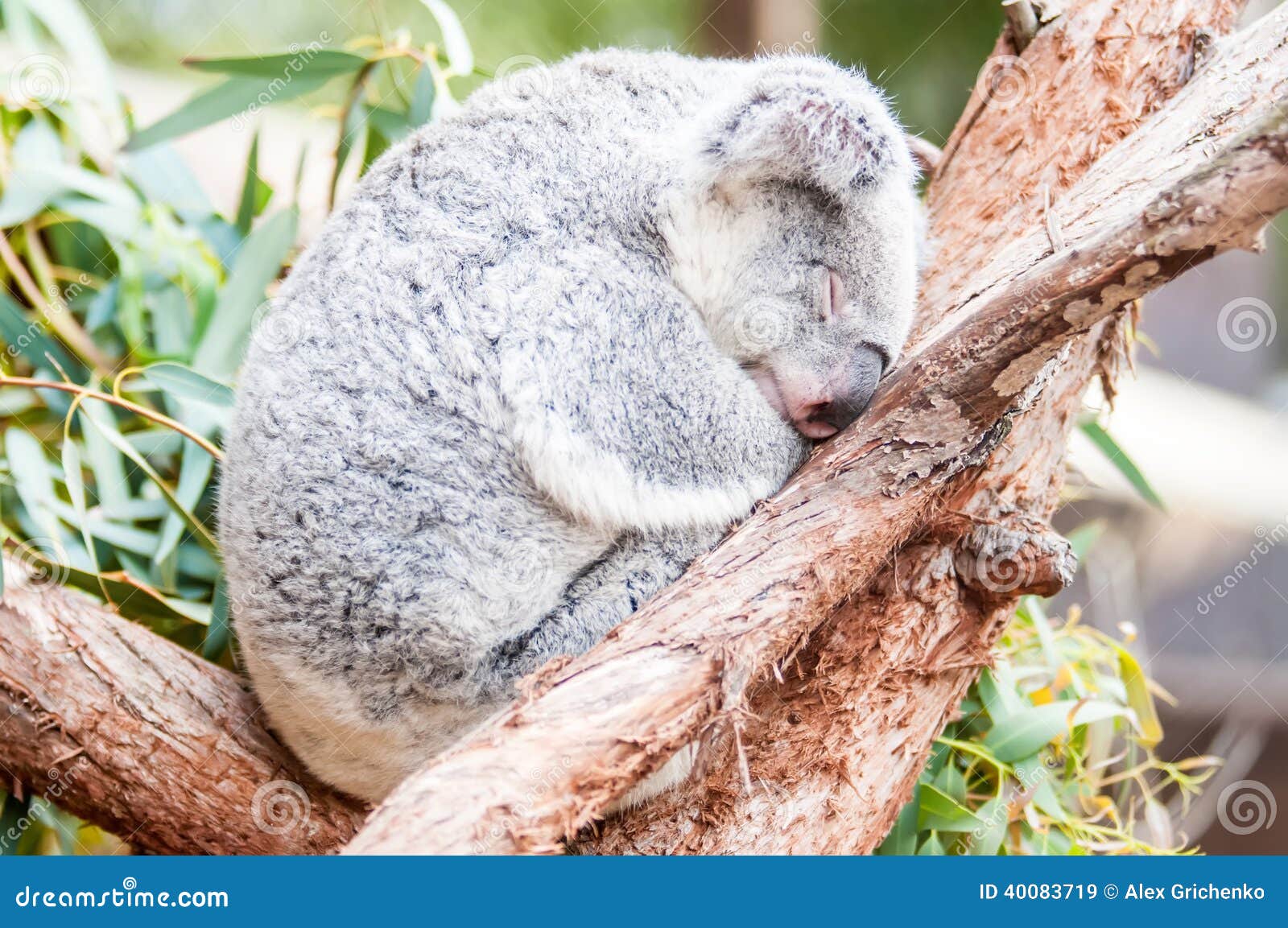Adorable Koala Bear Taking a Nap Sleeping Stock Image - Image of taking ...