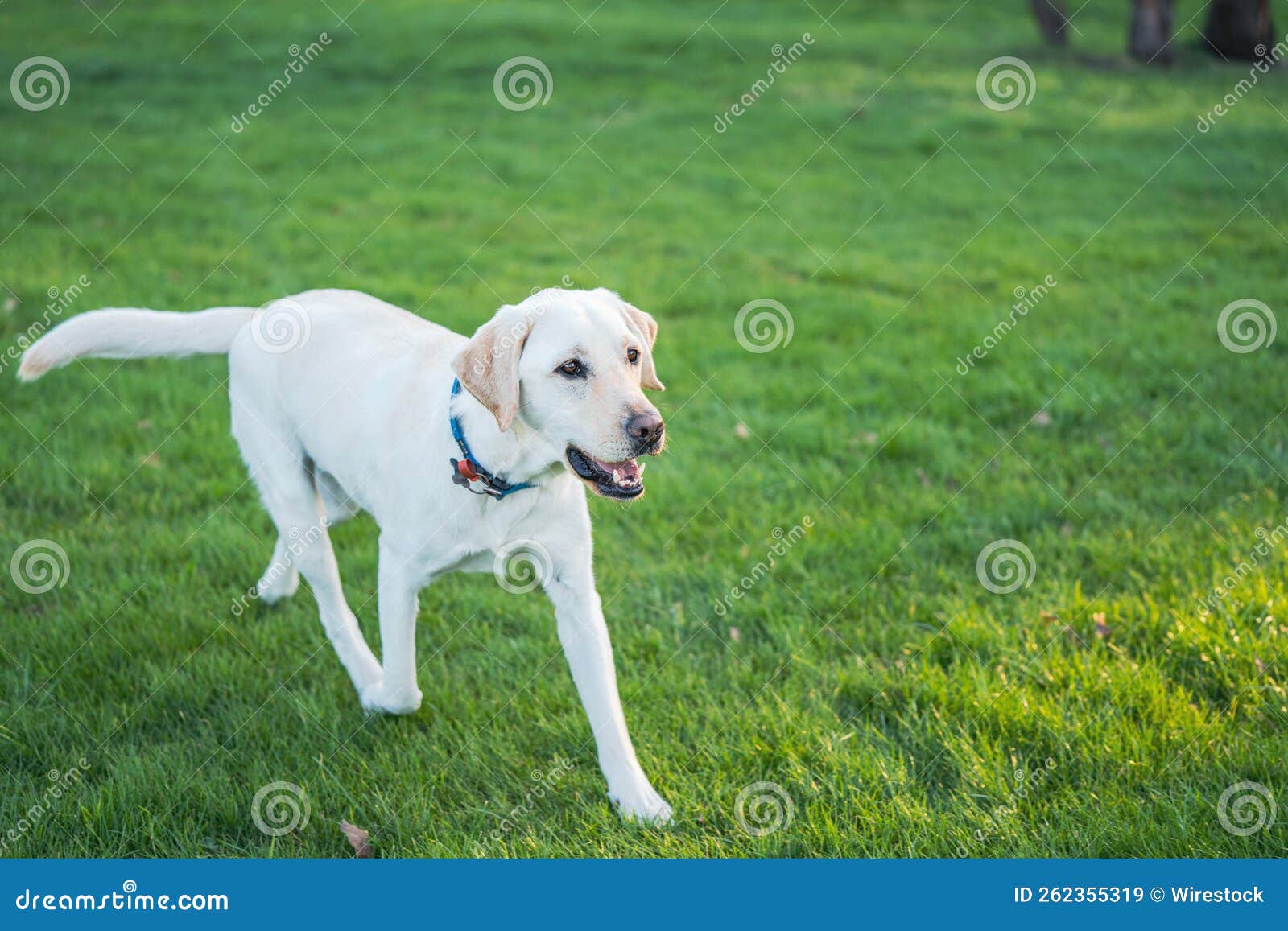 Adorable Labrador Dog Playing on a Field Stock Image - Image of leash ...