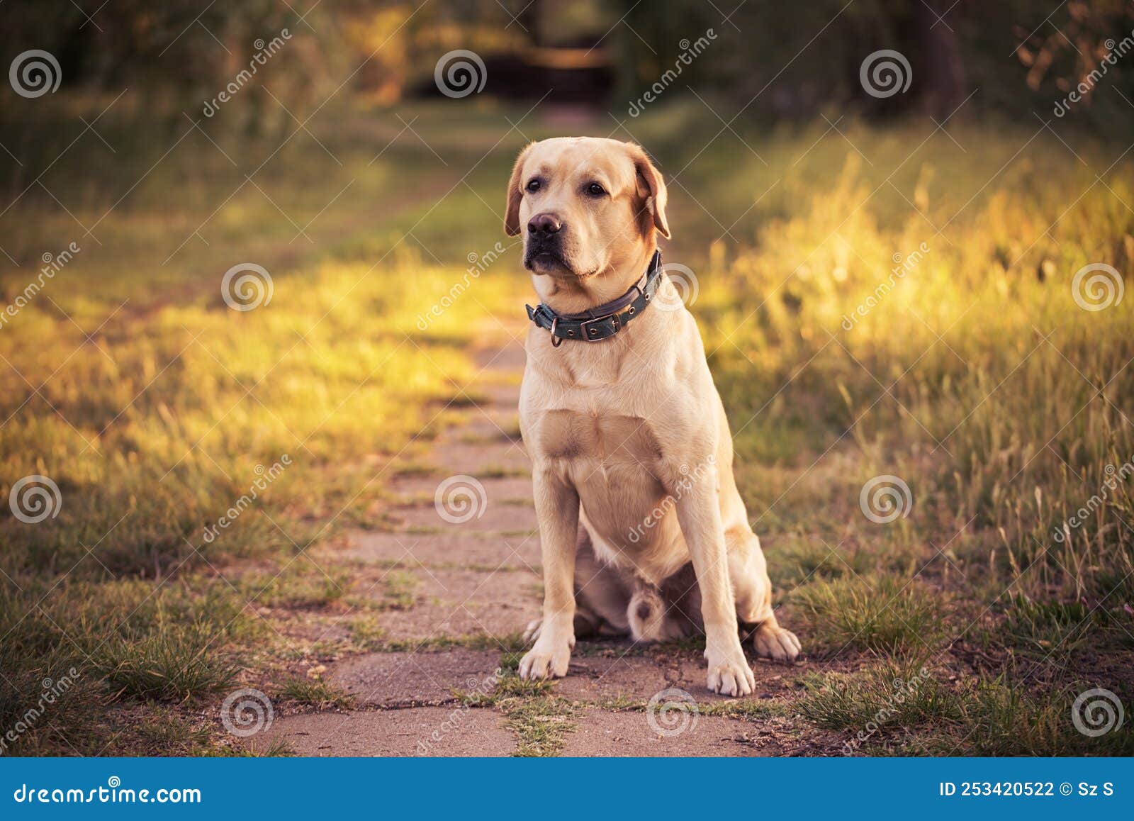 Adorable Labrador Dog Sitting in the Nature Stock Photo - Image of cute ...