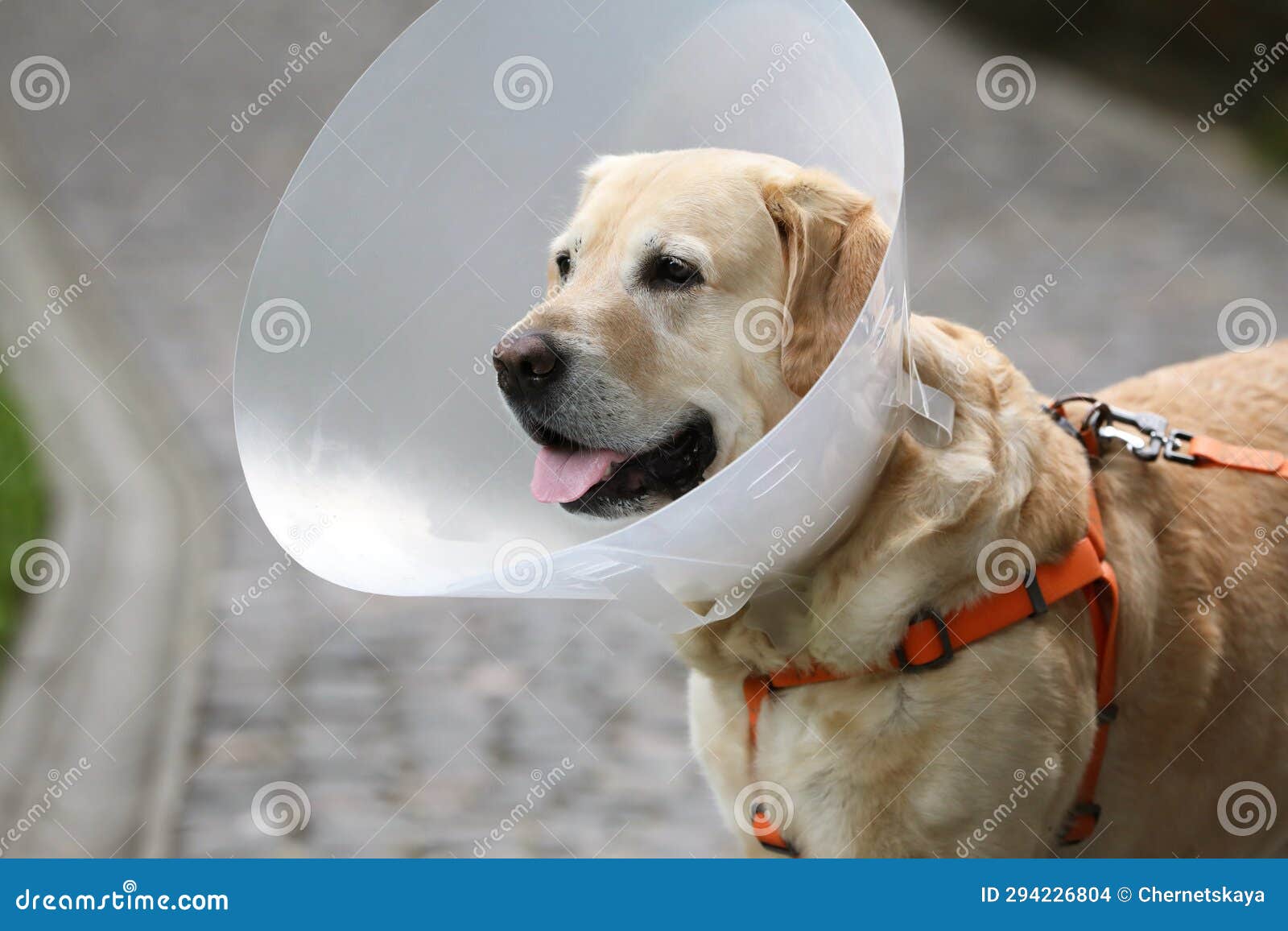 Adorable Labrador Retriever Dog Wearing Elizabethan Collar Outdoors ... Adorable Labrador Retriever Dog Wearing Elizabethan Collar Outdoors ...