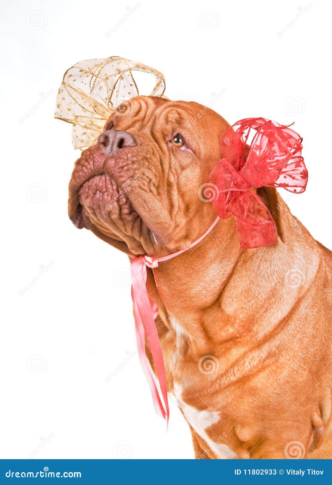 Adorable Lady-Dog stock image. Image of animal, bordeaux - 11802933