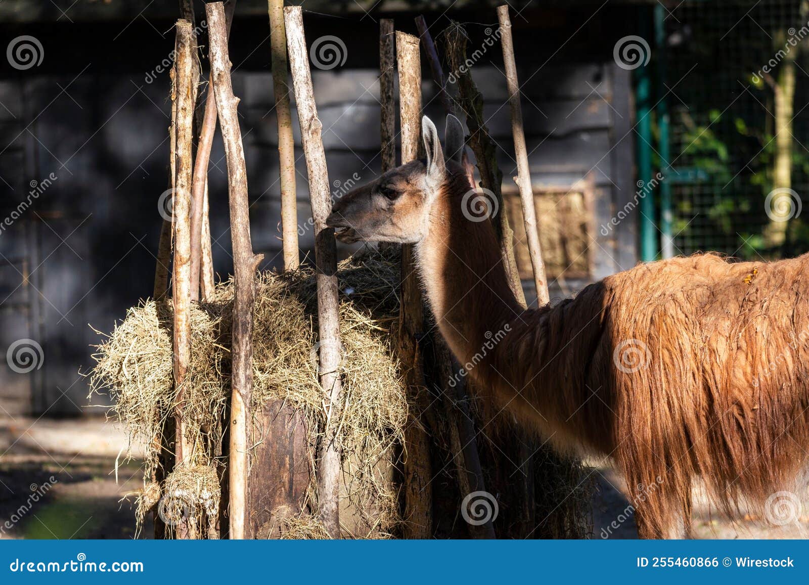 Adorable Lama by the Hay in the Farm Stock Photo - Image of species ...