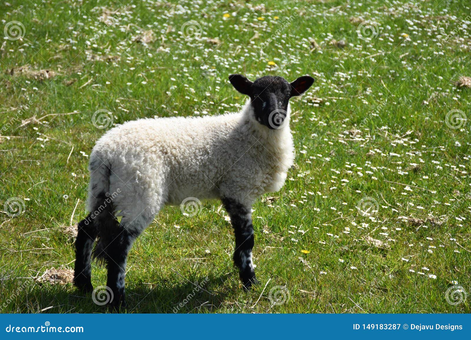 Adorable Lamb with a Sweet Black Face in a Grass Field Stock Image ...