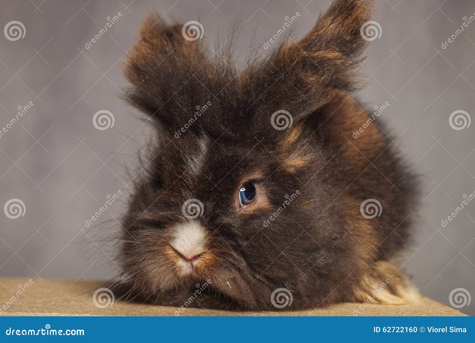 Adorable Lion Head Rabbit Bunny Lying Stock Photo - Image of lying ...