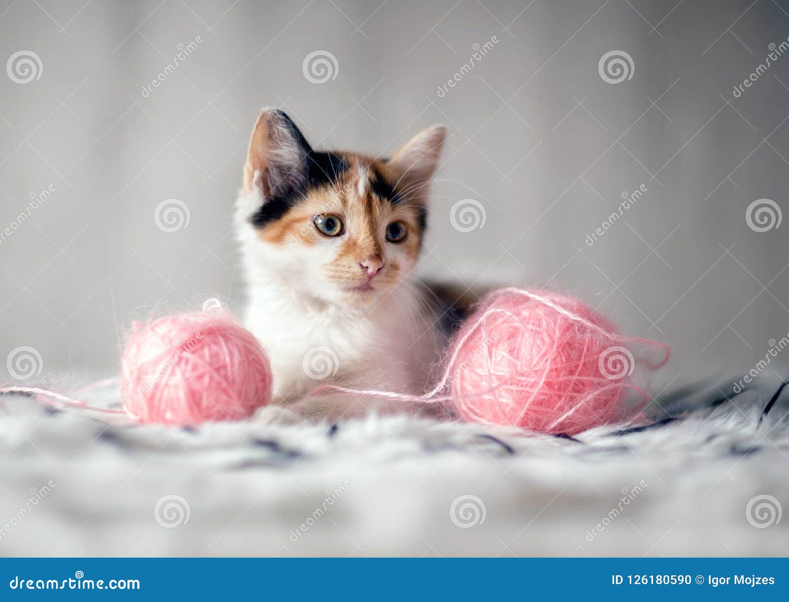 Adorable Litlle Kitten with Toys Stock Photo - Image of funny, play ...