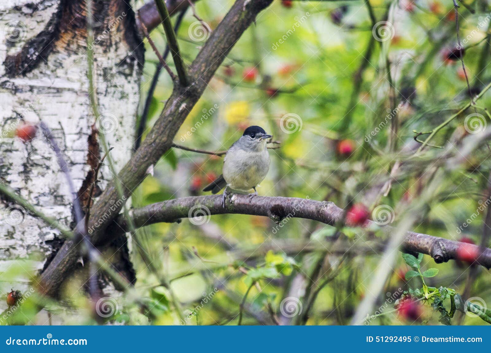 Adorable Little Bird on Tree in Spring Stock Image - Image of sunny ...