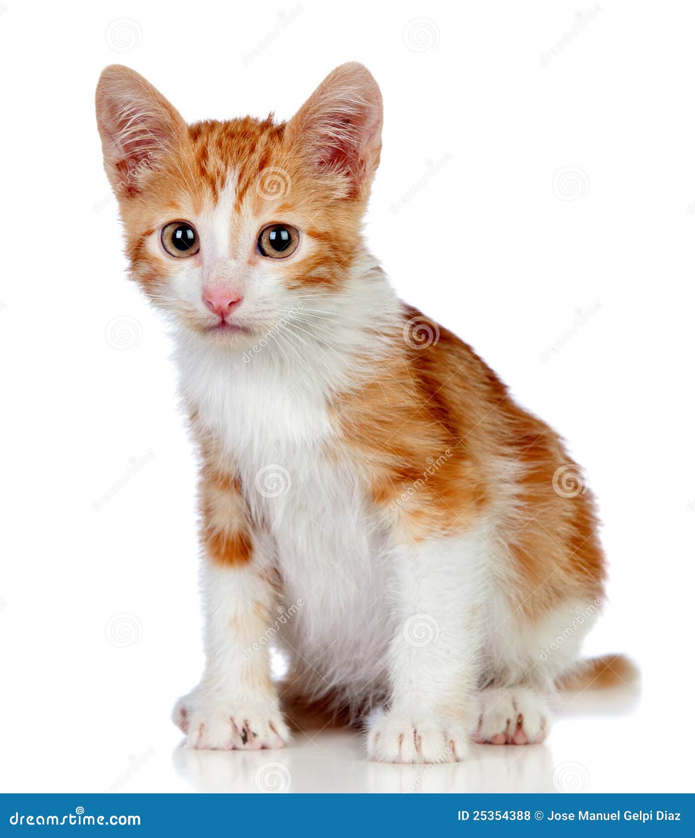 118,830 Adorable Little Cat Stock Photos - Free & Royalty-Free Stock ...