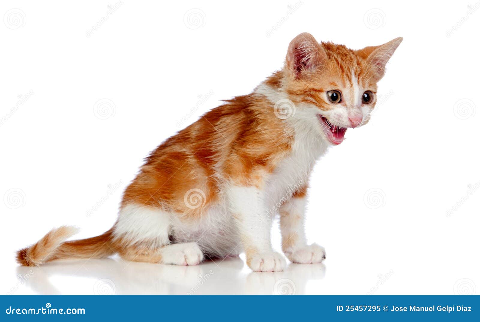 Adorable Little Cat Angry Royalty Free Stock Photo - Image: 25457295