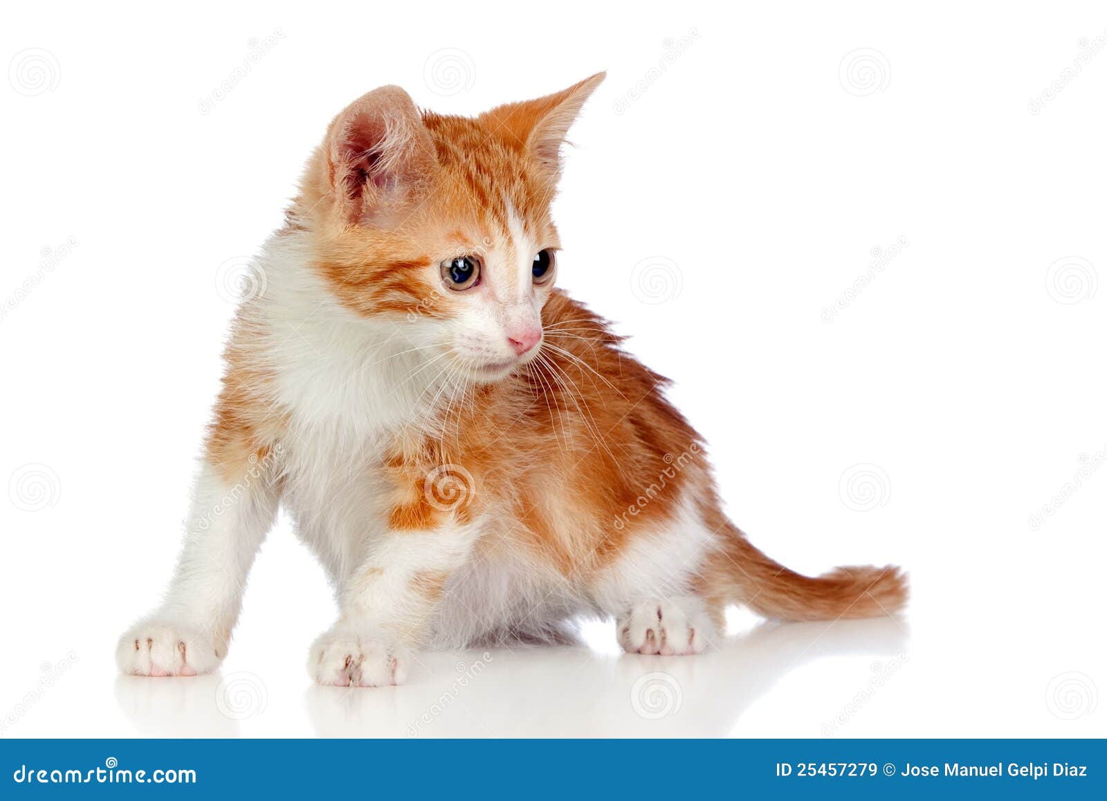 Adorable Little Cat Crouching Stock Image - Image of crouching, mammal ...