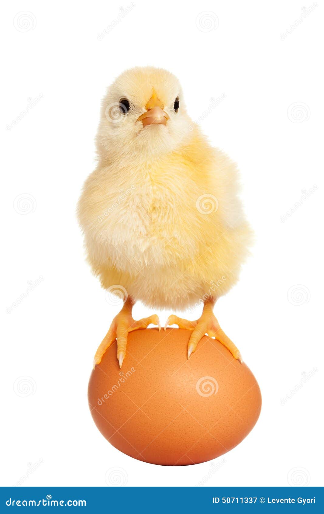 Adorable Little Chick Isolated Stock Image - Image of beautiful, nature ...