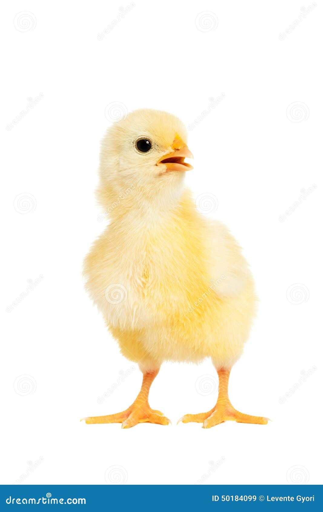 Adorable little chicken stock image. Image of animal - 50184099