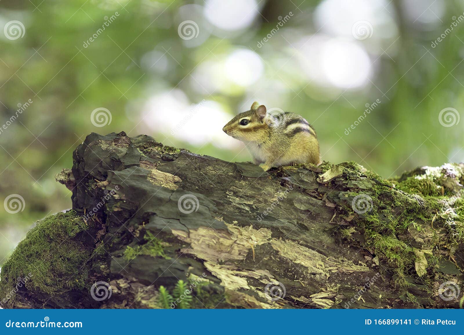 Adorable Little Chipmunk stock image. Image of closeup - 166899141