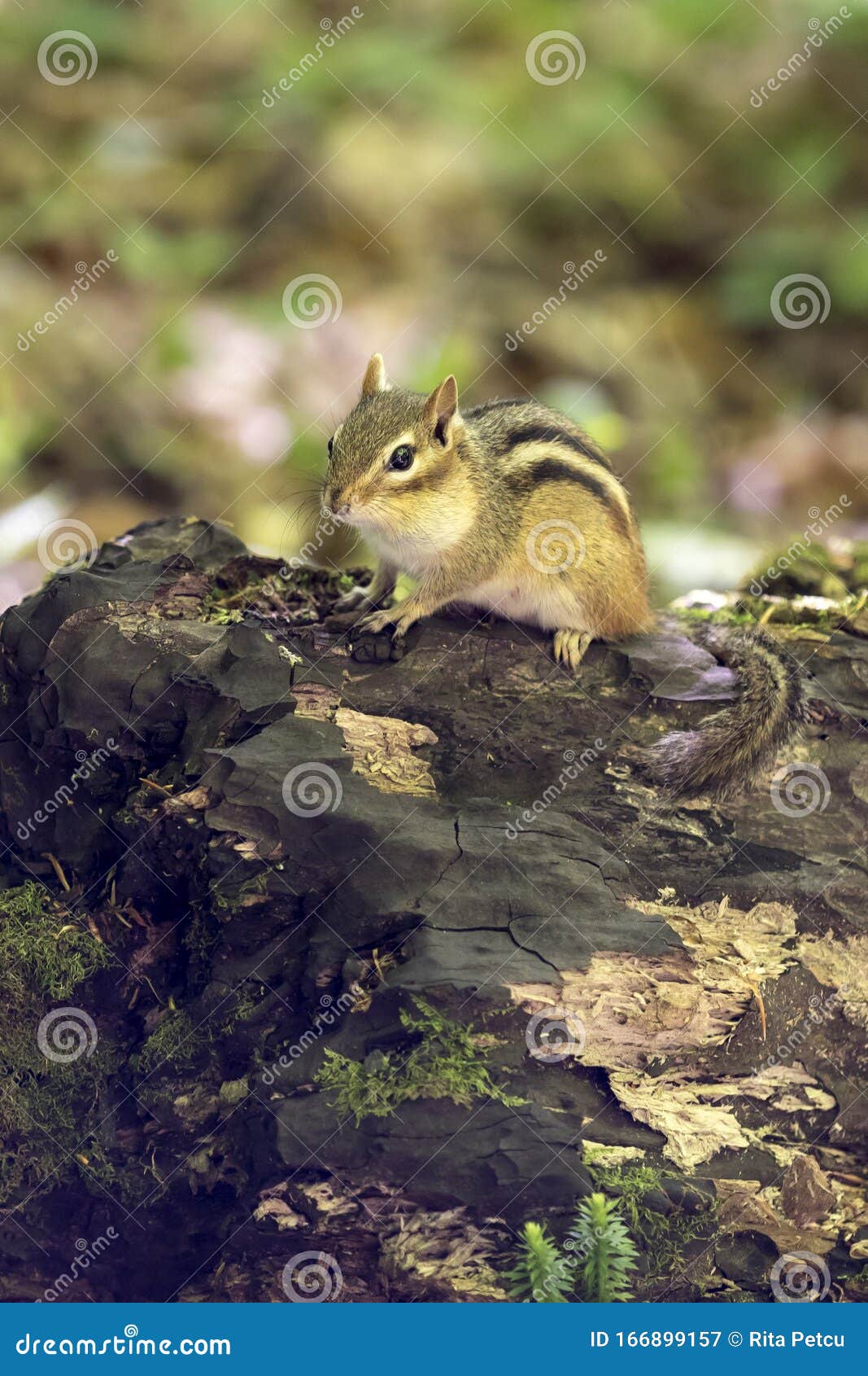 Adorable Little Chipmunk stock image. Image of cute - 166899157