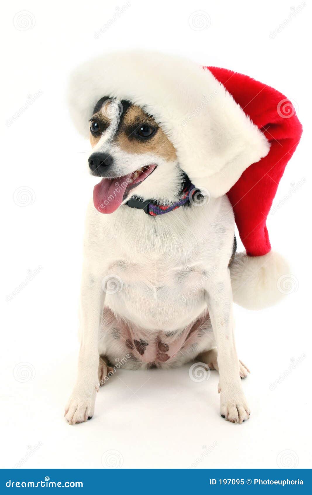 Adorable Little Dog in Santa Hat Stock Image - Image of adorable ...