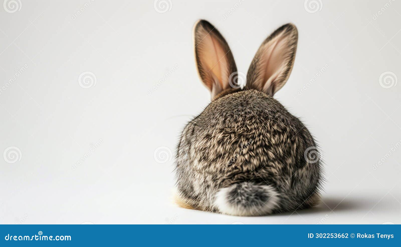 Adorable Little Easter Bunny from the Back on White Background Stock ...